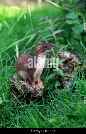 Stoat or short-tailed weasel (Mustela erminea Stock Photo - Alamy