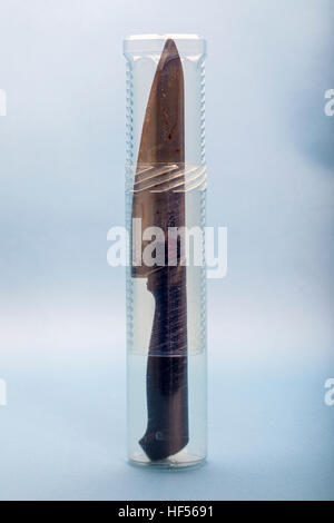 Crime scene knife recovered and placed into a forensic knife tube ...