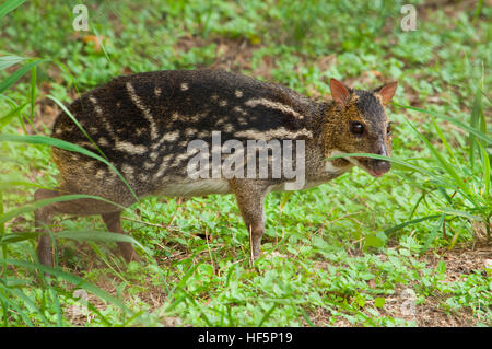 Indian spotted chevrotain (Moschiola indica Stock Photo - Alamy