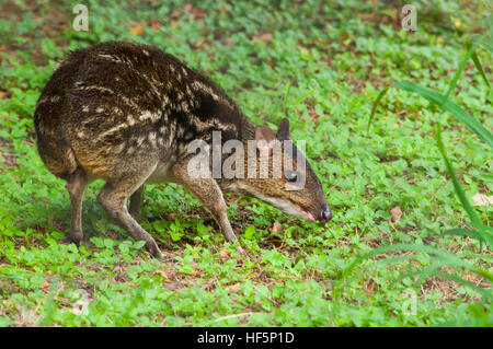Indian spotted chevrotain (Moschiola indica Stock Photo - Alamy