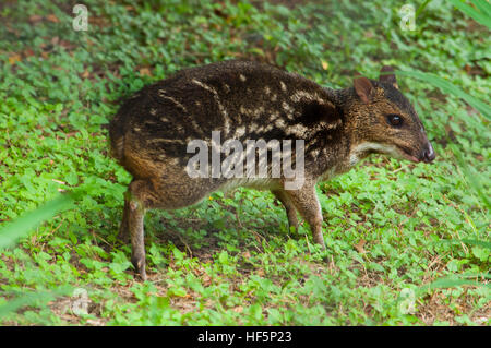 Indian spotted chevrotain (Moschiola indica Stock Photo - Alamy