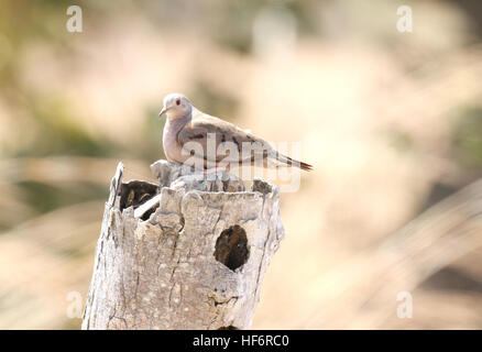 Plain-breasted Ground Dove (Columbina minuta Stock Photo - Alamy