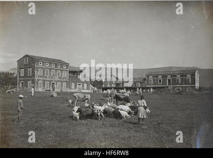 Cattle breeding in Zaule, 24-Aug-1917, First World War, Europeana ...
