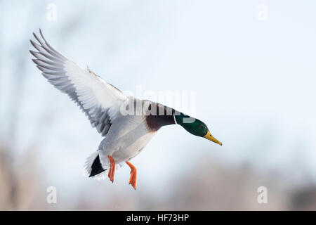 A flying Mallard drake on winter day Stock Photo - Alamy