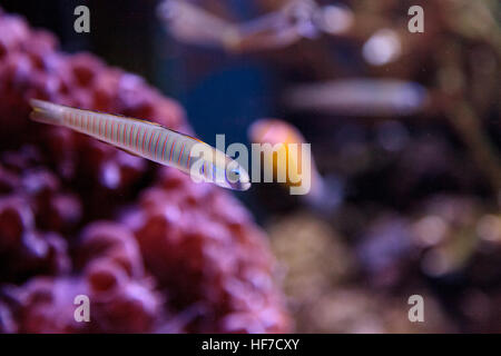Shotsilk goby Ptereleotris zebra darts around a coral reef aquarium ...