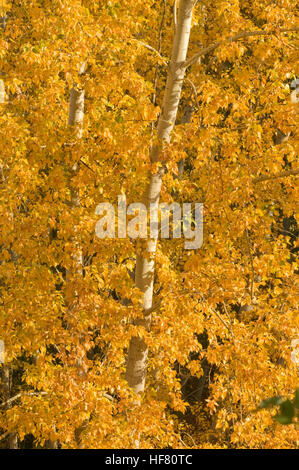 birch trees with orange foliage in the autumn season, sunny weather in ...