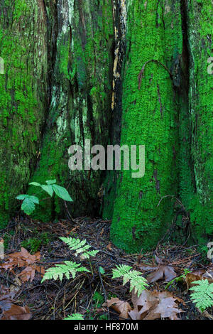 Root structure of a Western Red Cedar tree in a temperate rain forest ...