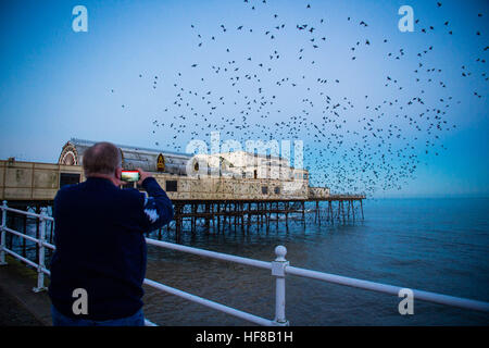 Starlings flying above the Royal Pier Arcade at dusk, Aberystwyth Pier ...