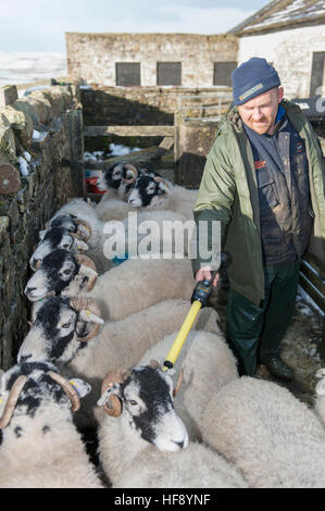 Farmer reading electronic identification tags from a sheep using a ...