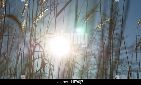 dry grass spikes swaying in the wind winter marsh snow sunlight ...