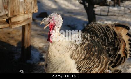 turkey cries in the winter on snow Thanksgiving Day Stock Photo - Alamy