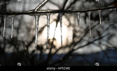 icicles on tree branches frozen water drips sunset sunshine landscape ...