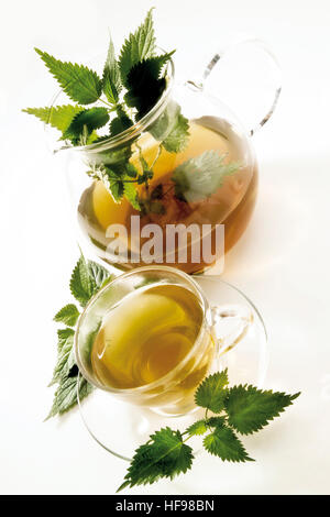 Tea cup glass with nettle leaf hot drink medicinal plant isolated on ...