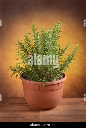 Rosemary Plant in a Pot on a White Table Stock Photo - Alamy