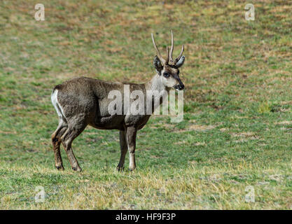 South andean deer (guemal, huemul) walks along a path in El Chaltén in ...
