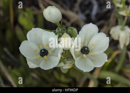 Arab's eye, or Arabian starflower, Ornithogalum arabicum, naturalised ...