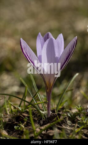 Flowers of the endemic Corsican Crocus, Crocus corsicus in high ...