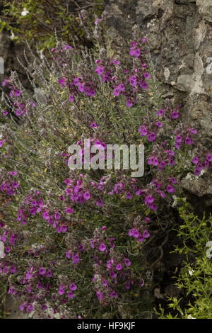 Cat Thyme, or germander, Teucrium marum in flower in Corsica Stock ...