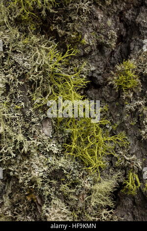 Letharia vulpina (wolf lichen) on tree trunks, Yosemite National Park ...