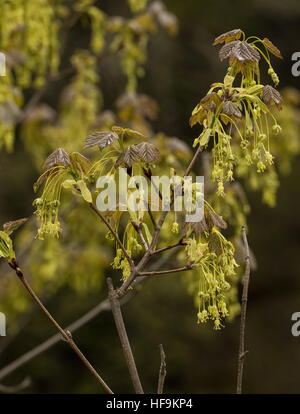 Italian Maple Tree Flowers, Acer obtusatum, Sapindaceae (Aceraceae ...