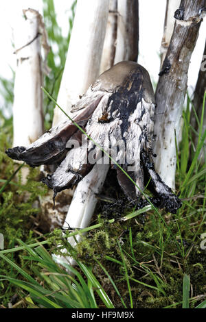 inky caps (Coprinus Stock Photo - Alamy