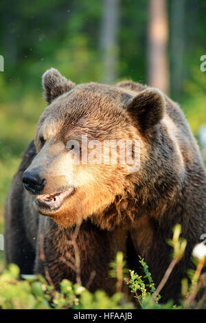 Bear close look Stock Photo - Alamy