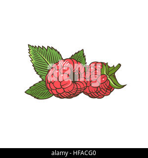 Raspberry in vintage style. Line art vector illustration Stock Photo ...
