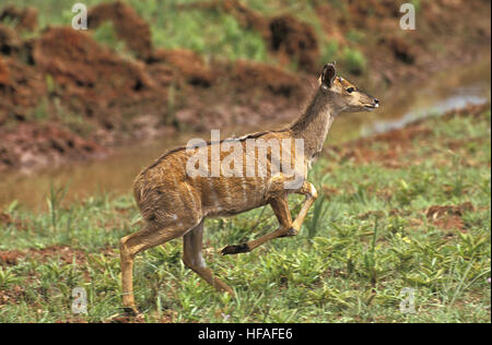 Nyala, tragelaphus angasi, Female running, Masai Mara Park in Kenya ...