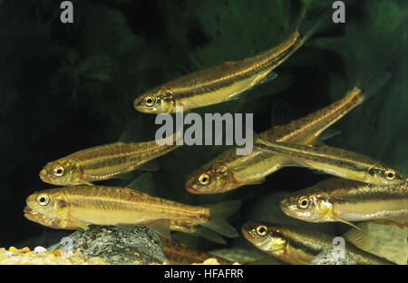 MINNOW phoxinus phoxinus, SHOAL OF FISHES Stock Photo - Alamy