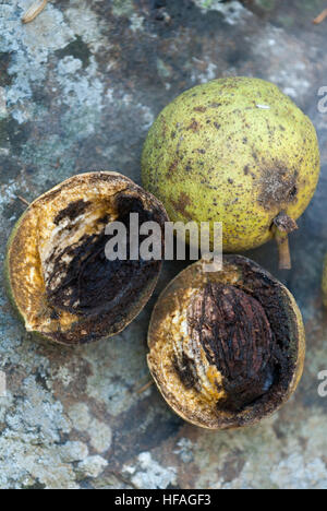 English walnut nuts Juglans regia, conkers macro show open sliced ...