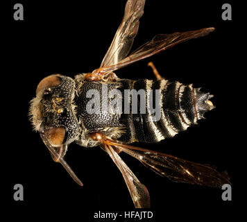 This close-up of Coelioxys octodentata, a male bee, was captured in ...