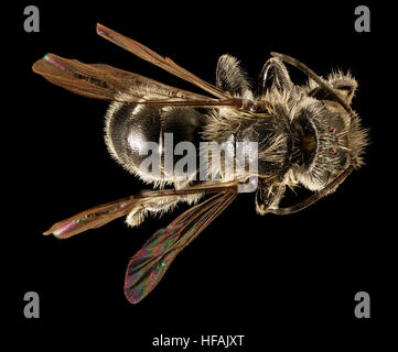 A close-up photograph of a male Hoplitis truncata bee, captured on ...