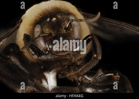 A close-up image of a male Ptilothrix bombiformis, a species of bee ...