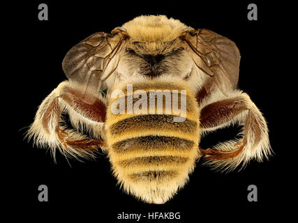 A close-up image of a male Diadasia rinconis from Pima County, Arizona ...