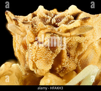 Close-up image of an ambush bug taken on August 27, 2020, using a Canon ...
