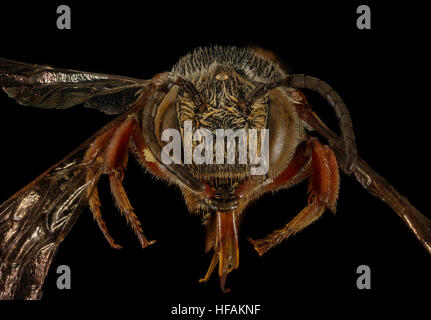 This photograph shows the face of a female Coelioxys alternata, a ...