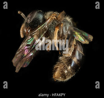 This image shows the Lasioglossum bee from Humboldt County, California ...