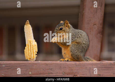 Squirrel eating Corn in park during morning time with green backdrop ...