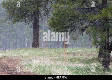 A light snow falls in a ponderosa pine forest along the Arizona Trail ...