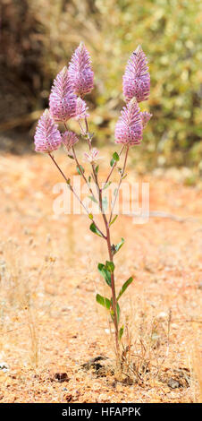 Pink mulla mulla wildflowers Western Australia Stock Photo - Alamy