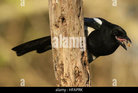 Magpie with mouth open eating showing its tongue Stock Photo - Alamy