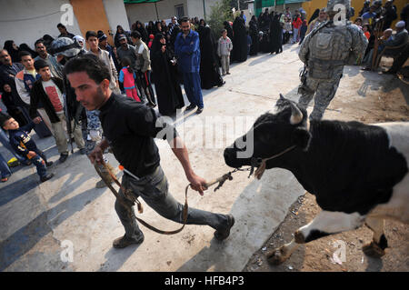 A cow is brought into a courtyard of a school for local Iraqi families ...