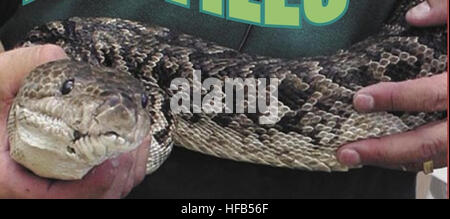 Cuban Dwarf Boa -- Epicrates angulifer Stock Photo - Alamy