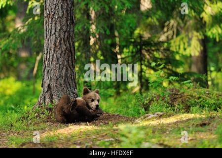 Brown bear cub lying on back in field Stock Photo - Alamy