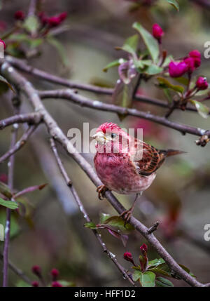 Purple Finch, Haemorhous purpureus, is the state bird of New Hampshire ...