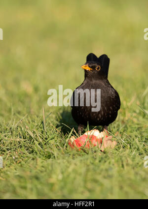 Male Blackbird feeding on on apple Stock Photo - Alamy
