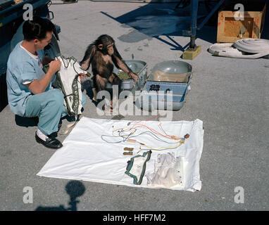 Ham, the first chimpanzee to be sent into space, is retrieved after his ...