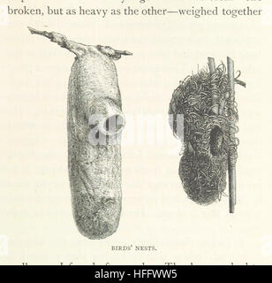 Frank Oates' naturalist exploration of Matabele Land and the Victoria ...