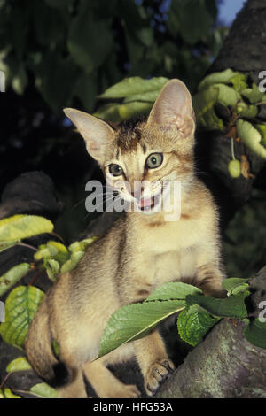 Abyssinian Domestic Cat, Adult standing against White Background Stock ...