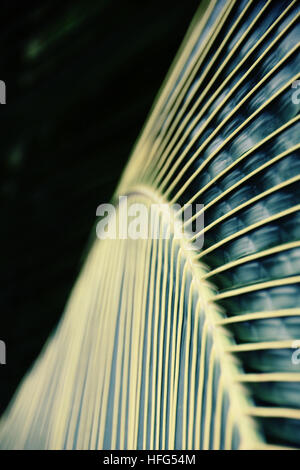 Ridges on palm leaves Stock Photo - Alamy